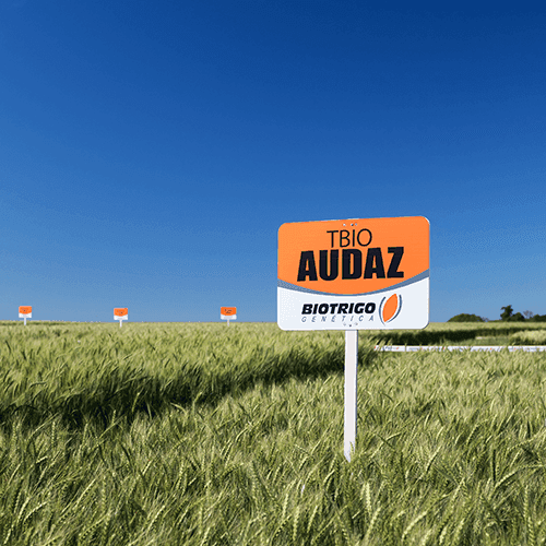 Sementes Falcão | Produtos