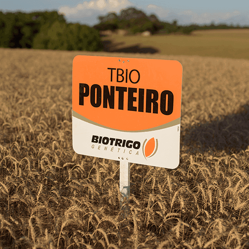 Sementes Falcão | Produtos