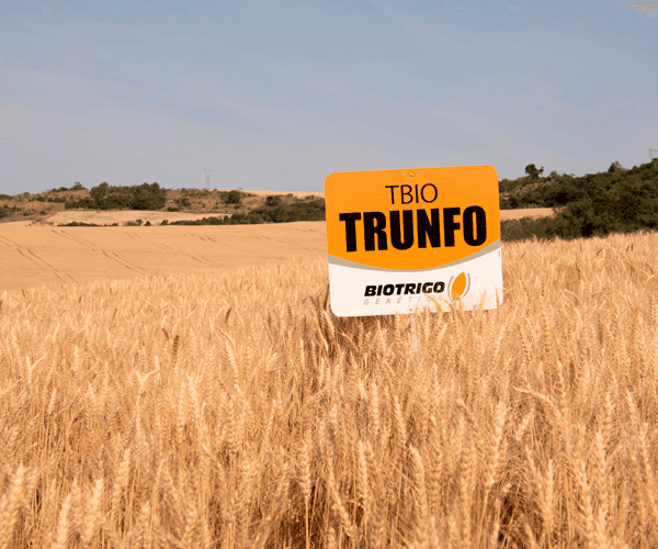 Sementes Falcão | TBIO Trunfo